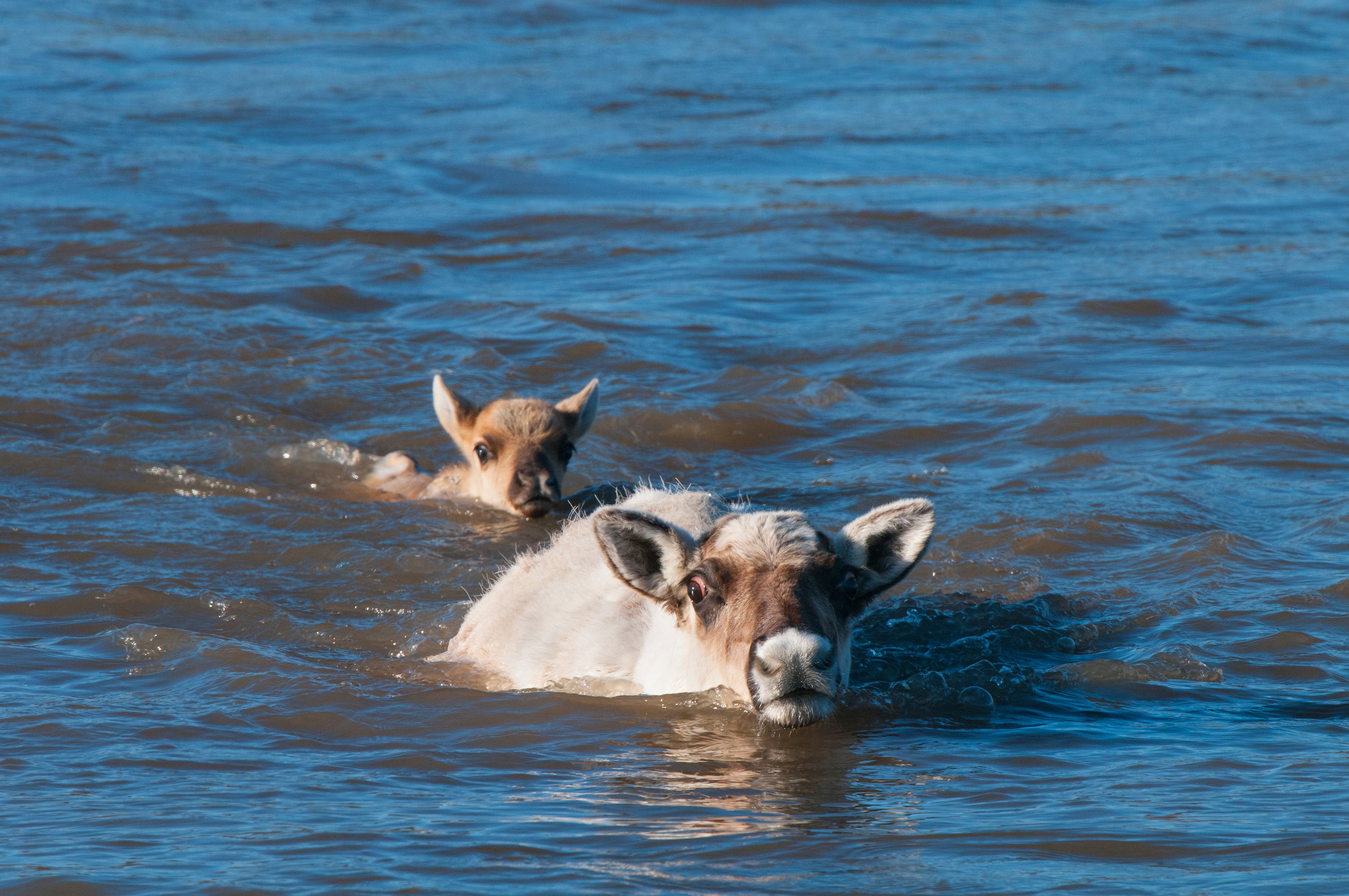 Caribou Crossing