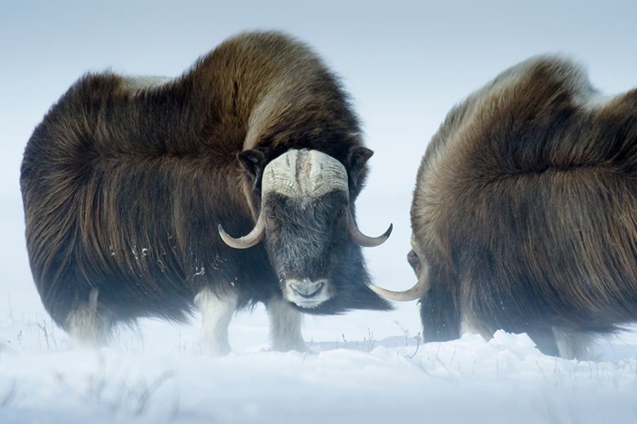 Musk Ox In The Arctic Tundra