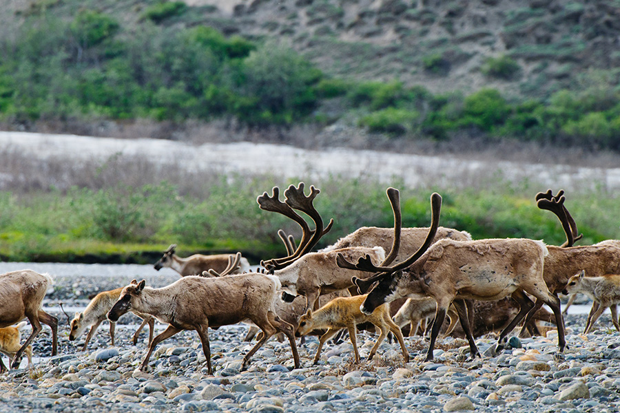 Caribou Wildlife