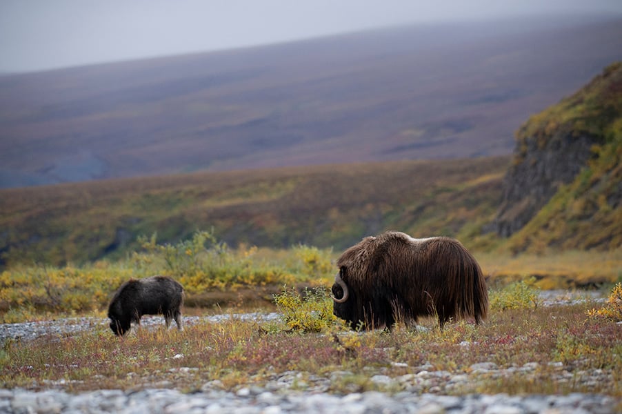 Musk Ox Wildlife
