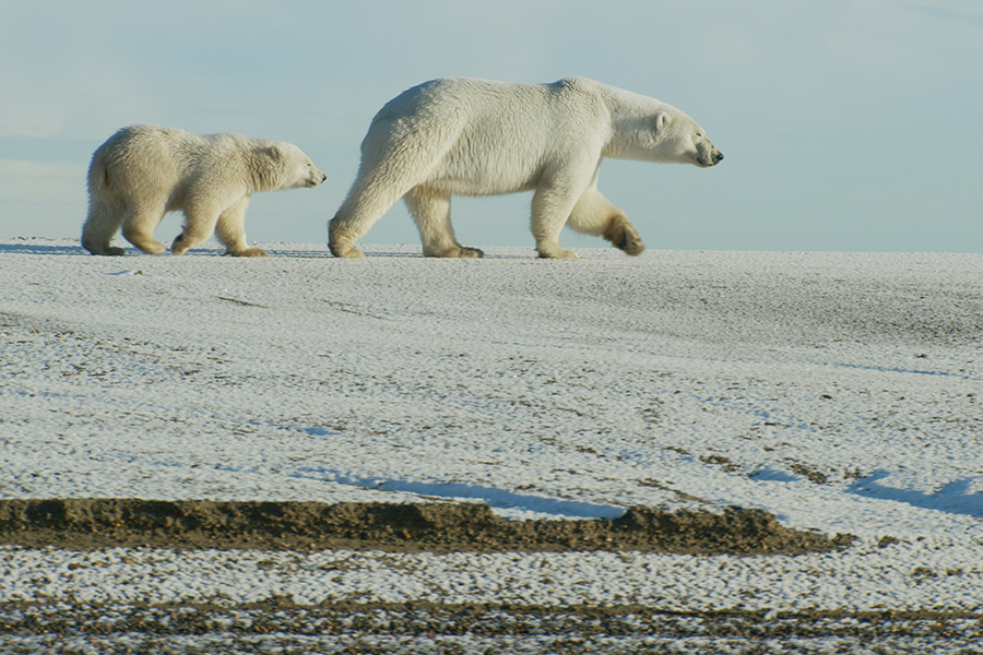 Polar bears Wildlife