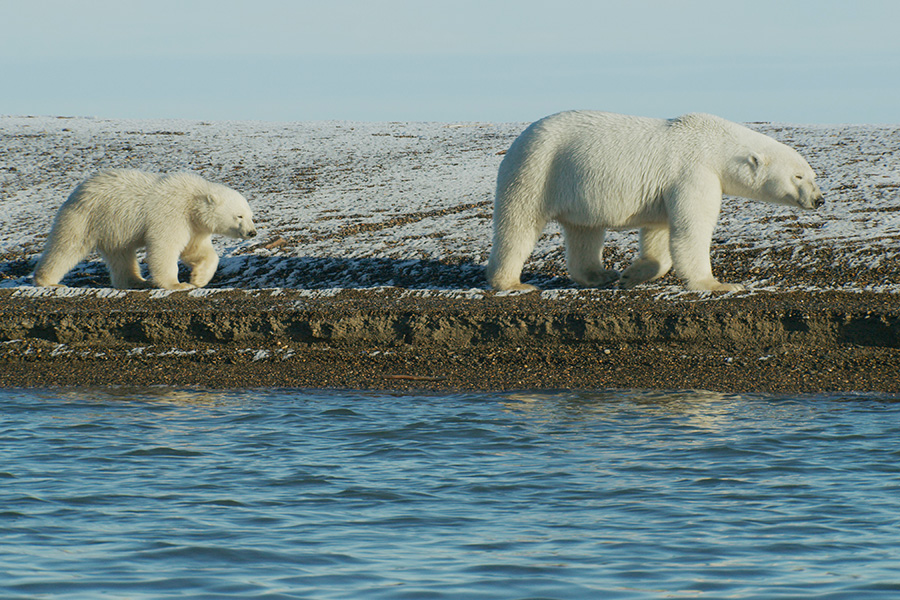Polar bears Wildlife