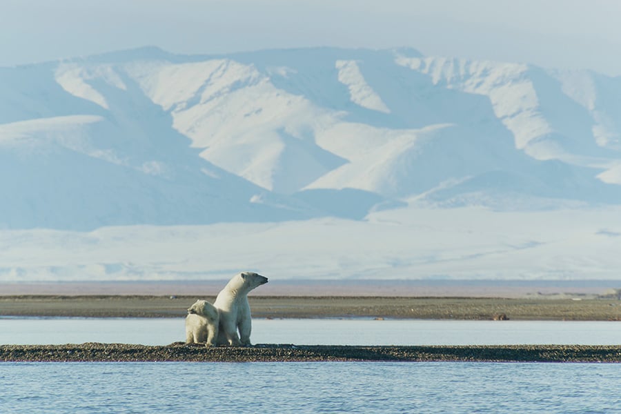 Polar bears Wildlife