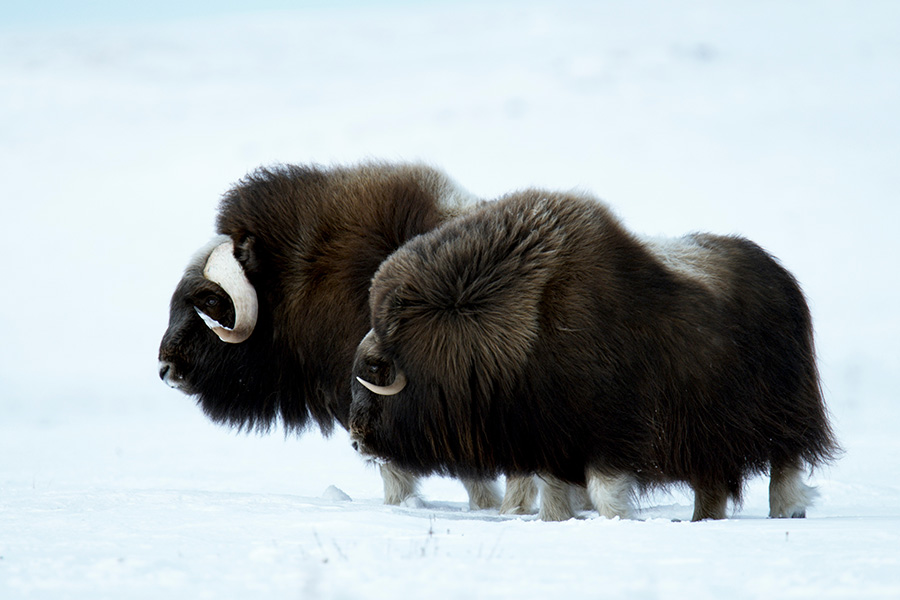 Musk Ox Wildlife