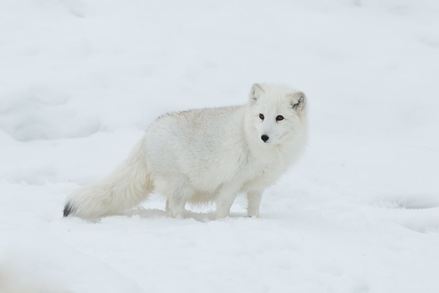 Arctic Fox Wildlife