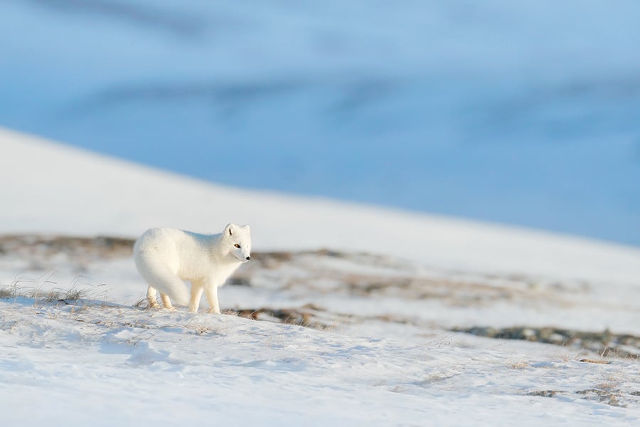 Arctic Fox Wildlife